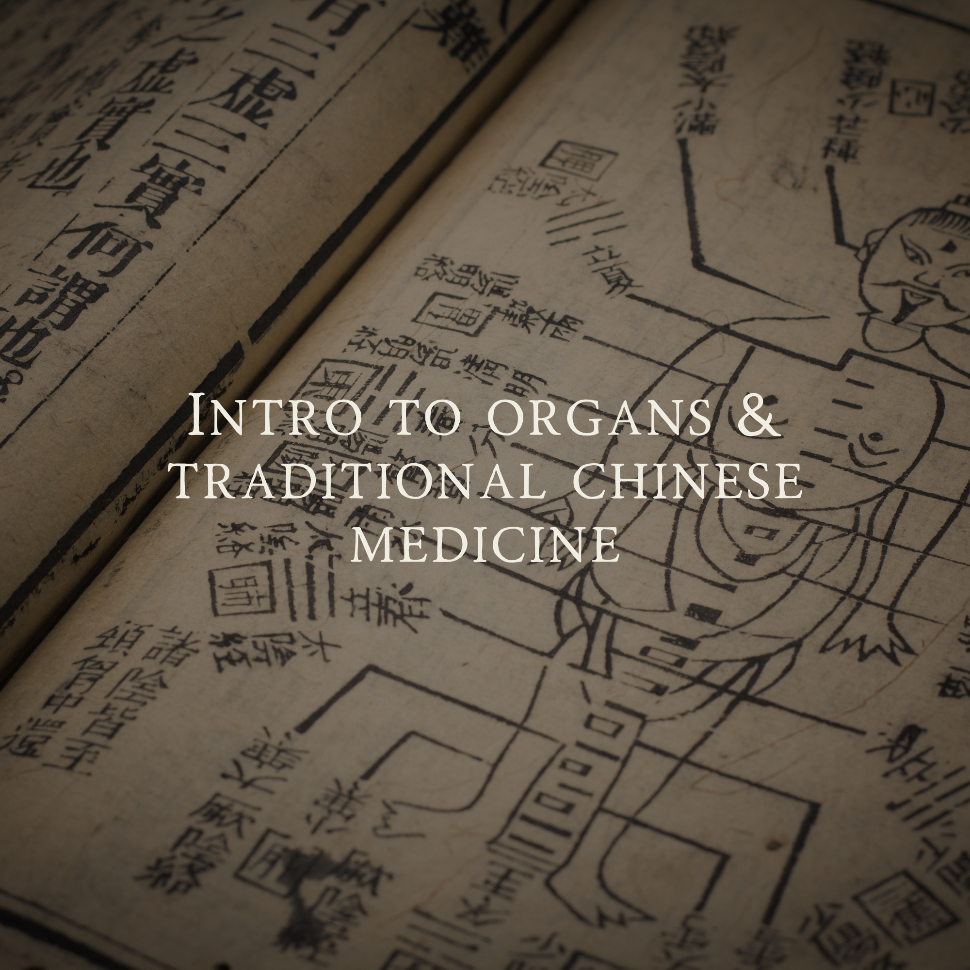 An Introduction to the Organs & Traditional Chinese Medicine (TCM ...